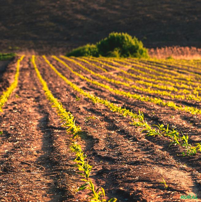 Terra Turfa | Preço Venda Compra - MF Rural