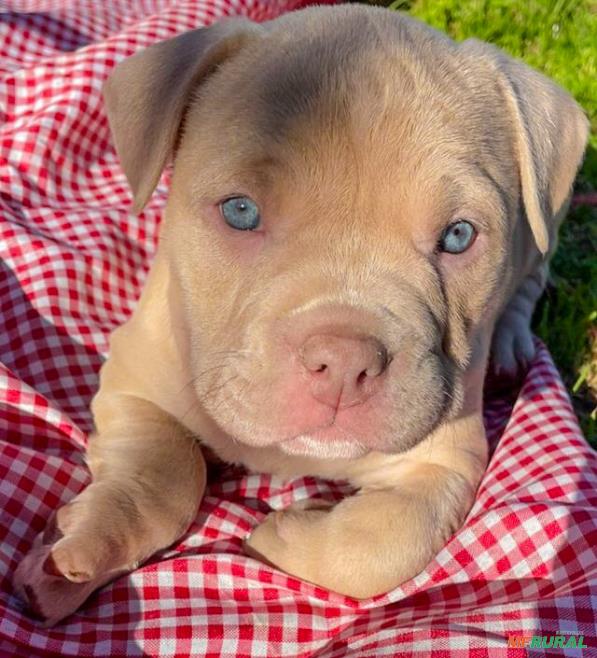 Pr Femea - Animais | Preço Venda Compra - MF Rural