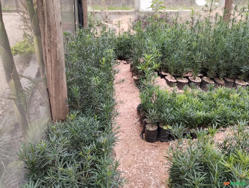 Podocarpo Pinheiro Buda em Içara SC à venda. Compre direto 700127