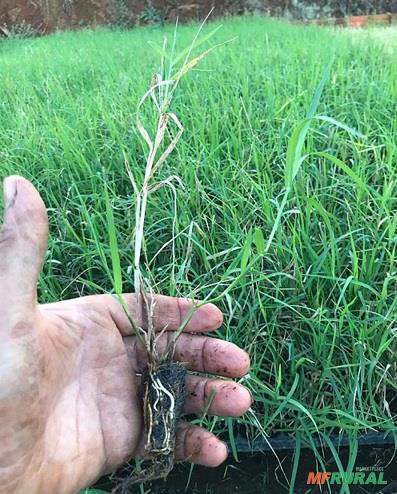 Grama Para Pastagem em Jaboticaba RS à venda. Compre direto 702227
