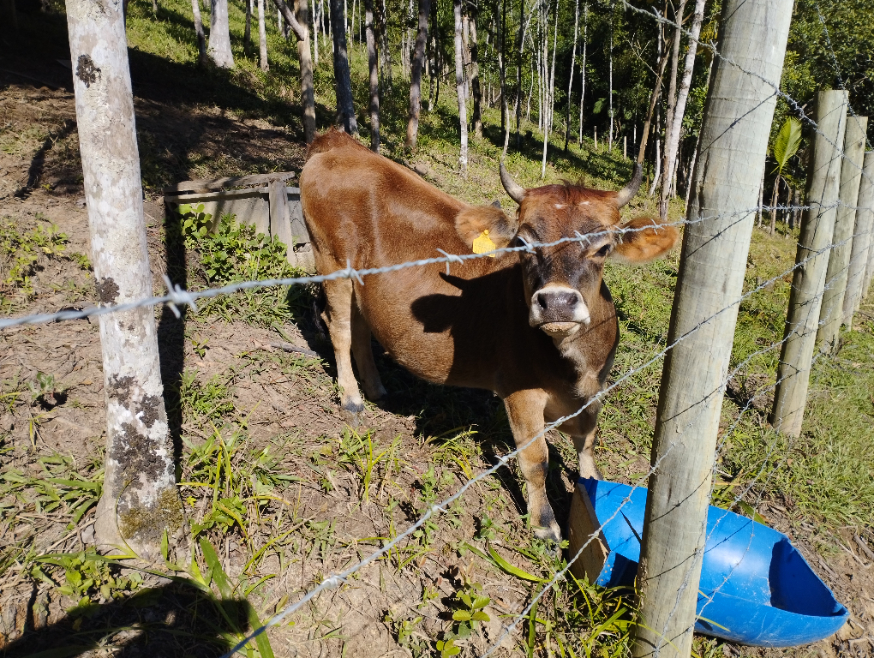 Mini Vacas | Preço Venda Compra - MF Rural