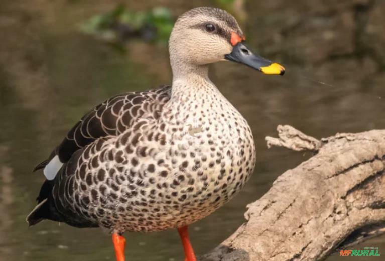 Spot Bill | Preço Venda Compra - MF Rural