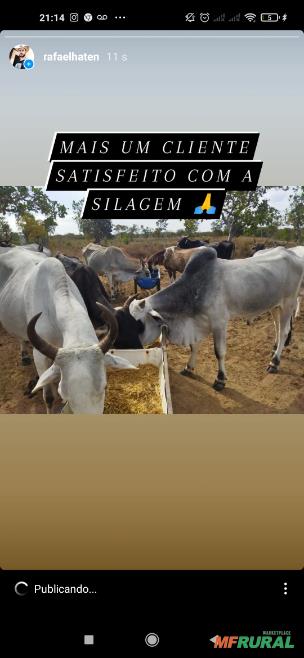 Alimentos para Nutrição Animal em Brasilândia de Minas - MG à