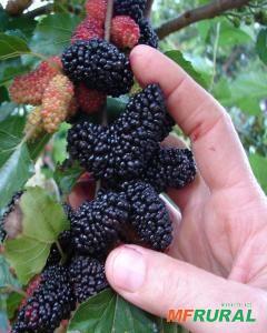 Muda de Amora Gigante em Herculândia SP à venda. Compre direto 712873
