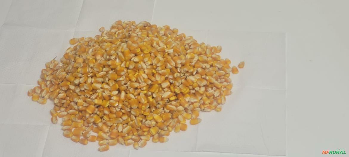 Milho Direto do Produtor Saca 25Kg em Itu SP à venda. Compre 706721
