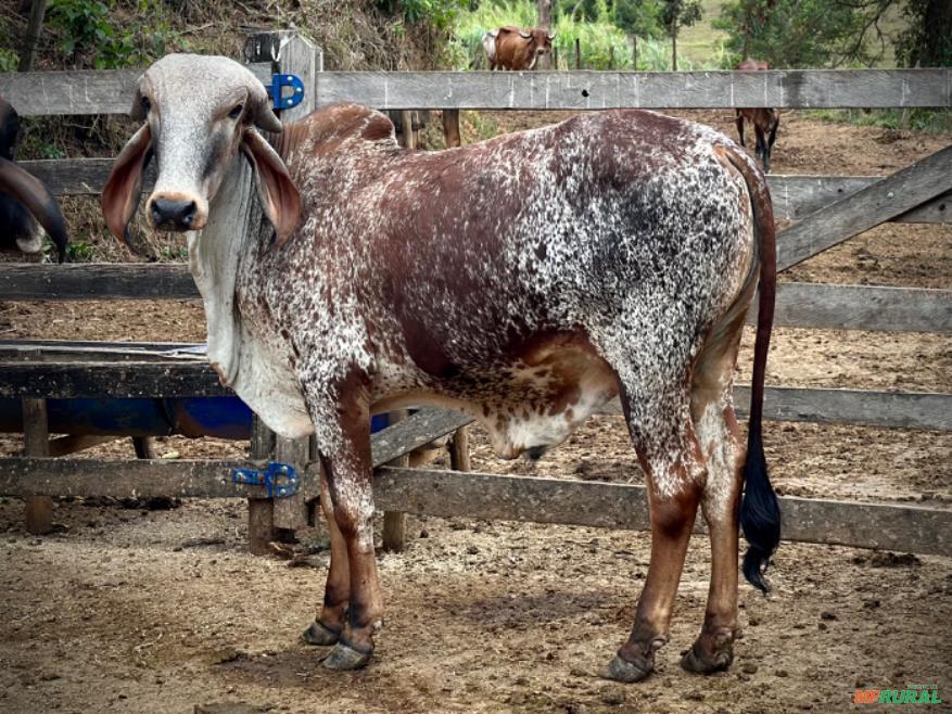 Tourinho po Gir Leiteiro em Muriaé MG à venda. Compre direto 706827