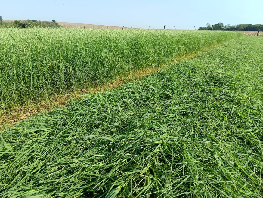 Jiggs no Paraná à venda com preço