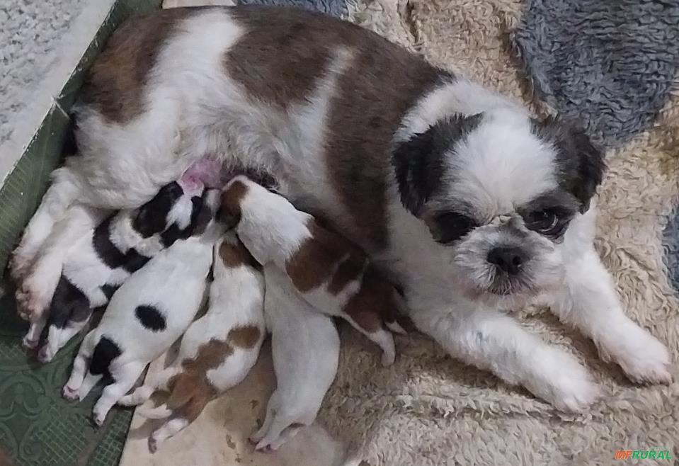 Shih Tzu Filhote em São Paulo | Preço Venda Compra - MF Rural