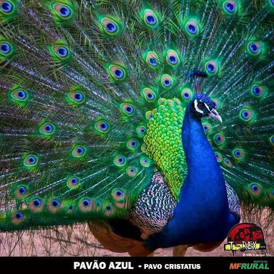 Aves Pavão Azul Casal Adulto em Nova Veneza GO à venda. Compre 712166