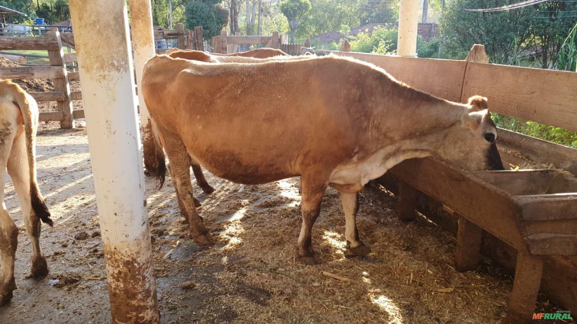 Vaca Momento | Preço Venda Compra - MF Rural