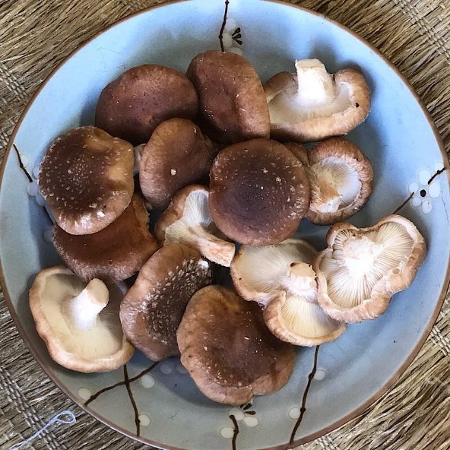 Shitake Fresco in Natura em São Lourenço da Serra SP à venda. 713020
