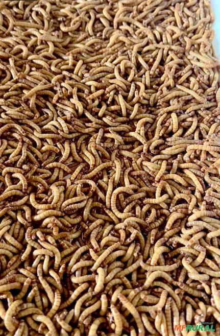 Tenébrio à venda com preço Tenébrio