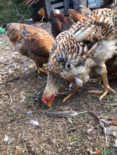 Frango E Franga Caipira em Joanópolis SP à venda. Compre direto 791521