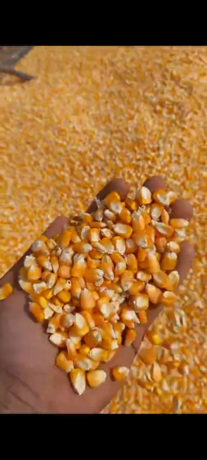 Vendo Milho em Jataí GO à venda. Compre direto do vendedor 722602
