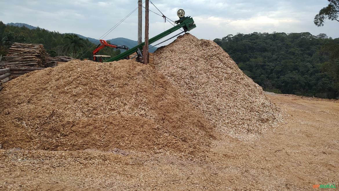Compro Cavaco | Preço Venda Compra Pág 4 - MF Rural