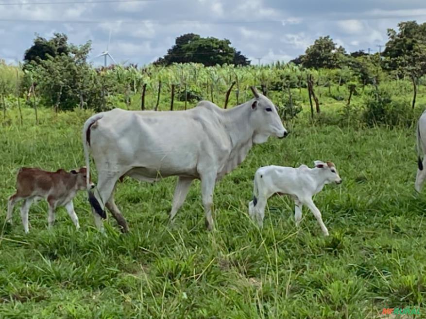 Vacas Prenhas | Preço Venda Compra - MF Rural