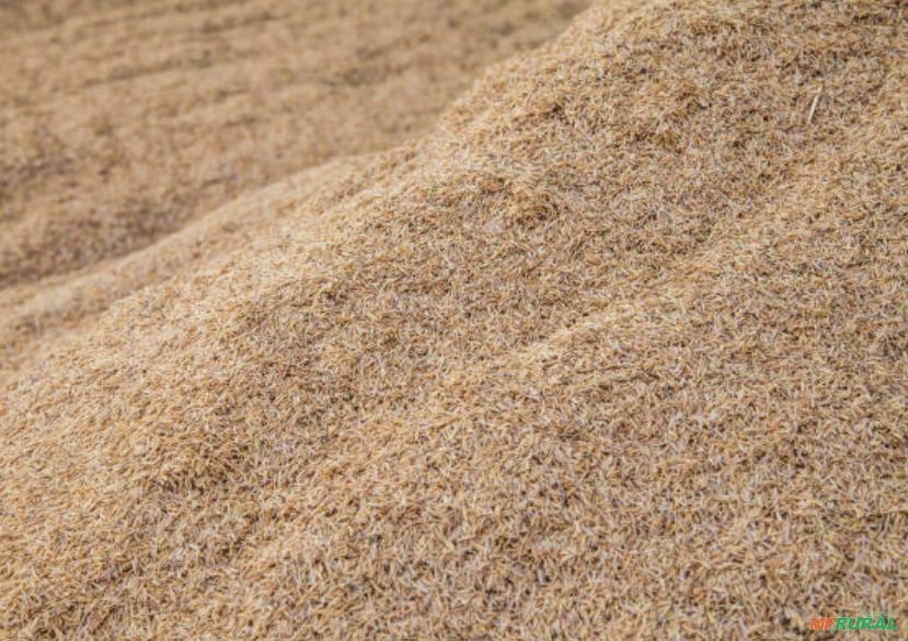 Casca Arroz | Preço Venda Compra - MF Rural