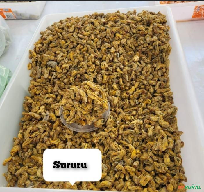 Sururu em Aracaju SE à venda. Compre direto do vendedor 724537