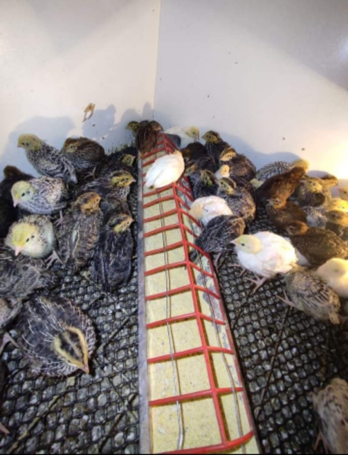 Codornas à venda com preço Codornas