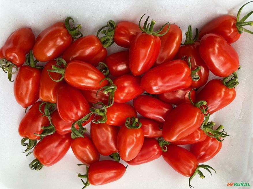 Mini Tomates Delicatéssen Tipos Grape E Cereja Para Venda em São 738331