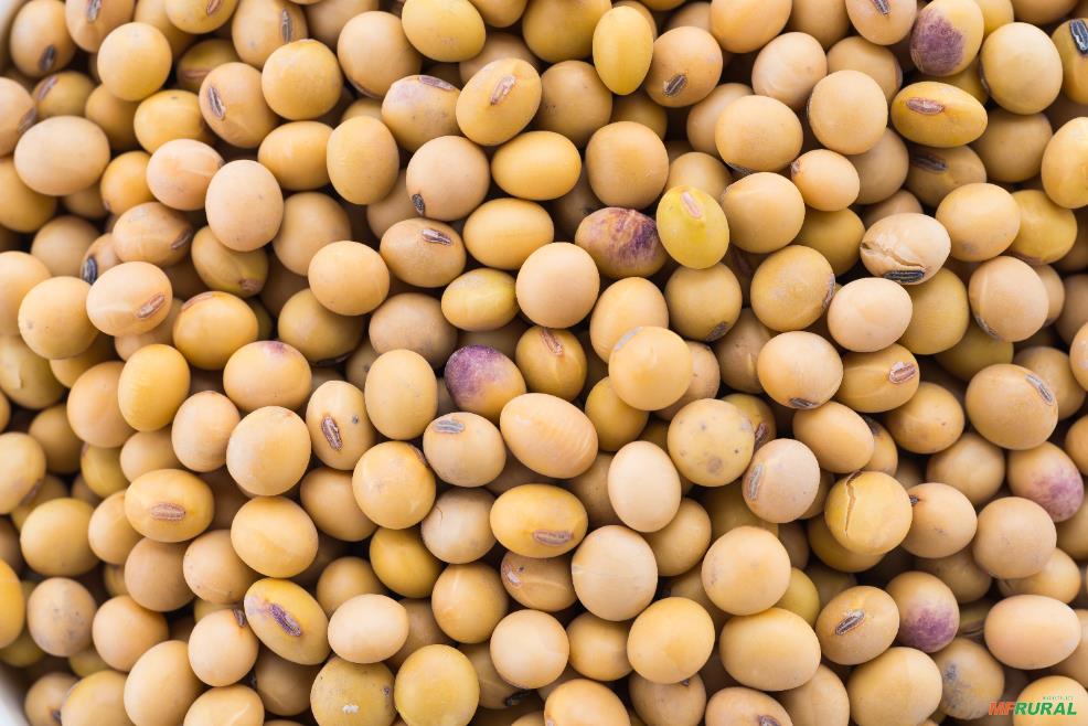 Soja em Roraima para Nutrição Animal à venda com preço