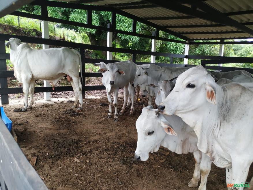 12 Novilha Nelore em Anápolis GO à venda. Compre direto 855237