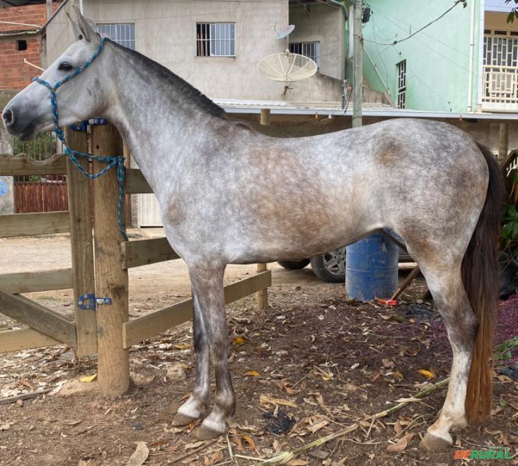 Egua em Minas Gerais - Animais | Preço Venda Compra - MF Rural