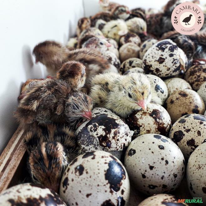 Ovos Ferteis Codorna Gigante | Preço Venda Compra - MF Rural