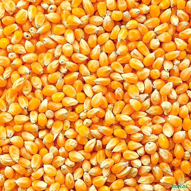Milho Grão à venda com preço Milho Grão