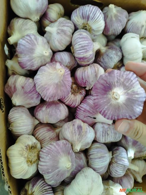 Alho Roxo Argentino | Preço Venda Compra - MF Rural