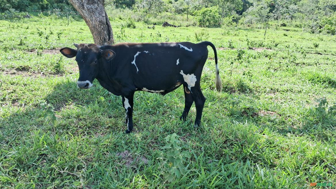 Garrote Nelore | Preço Venda Compra - MF Rural