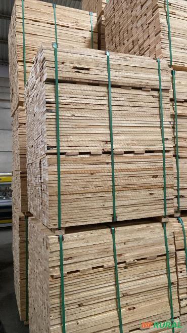 Pinus Venda de Pinus Preço Pinus Comprar Pinus Vender Pinus Onde