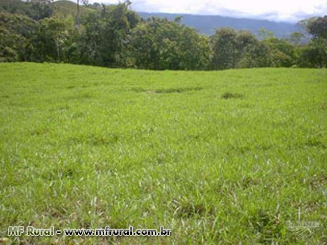 Decumbens - Brachiaria Decumbens Cv. Basilisk - Matsuda em 250063