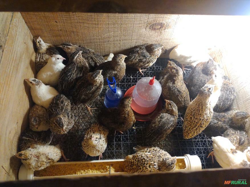 Codornas à venda com preço Codornas