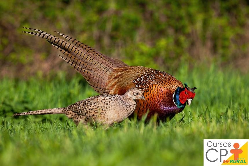 Faisão 3 Macho E 3 Fêmea em Belo Horizonte MG à venda. Compre 759945