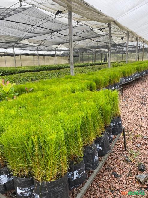 Muda Pinus | Preço Venda Compra - MF Rural