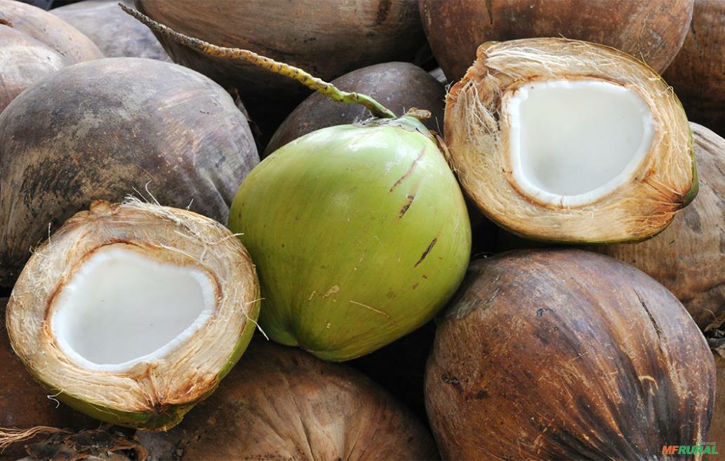 Compra Coco Seco | Preço Venda Compra - MF Rural