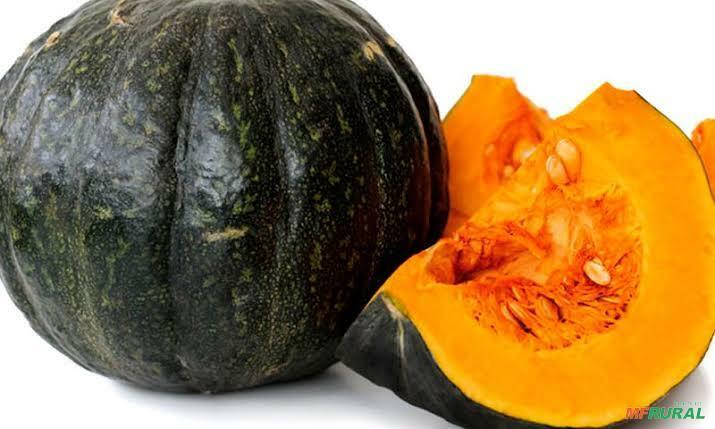 Abóbora Cabotia Direto do Produtor em Anhembi SP à venda. 774680
