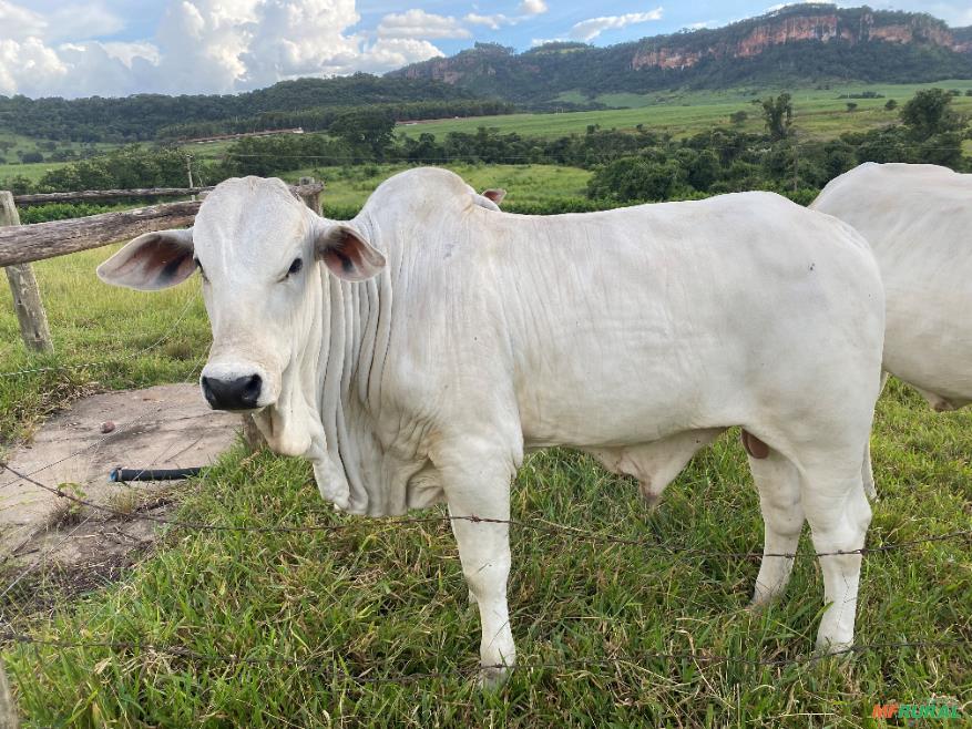 Tourinho Nelore Mocho em Descalvado SP à venda. Compre direto 776485