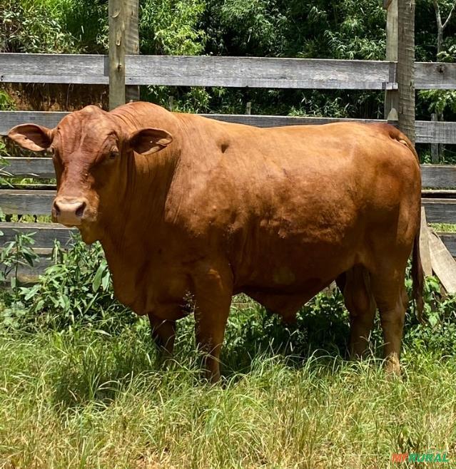 Senepol em Bom Jardim - RJ à venda com preço