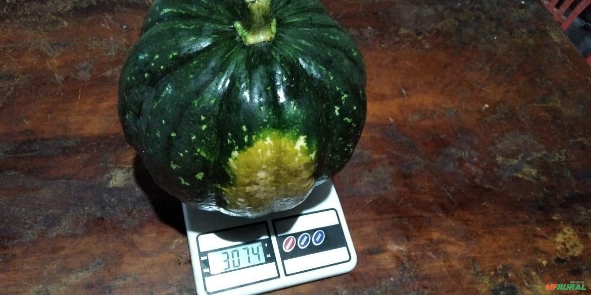 Abóbora Cabotiá em Campo do Meio MG à venda. Compre direto 777671