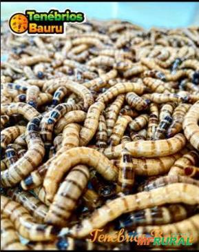 Tenébrio Molitor em Bauru SP à venda. Compre direto do vendedor 777913