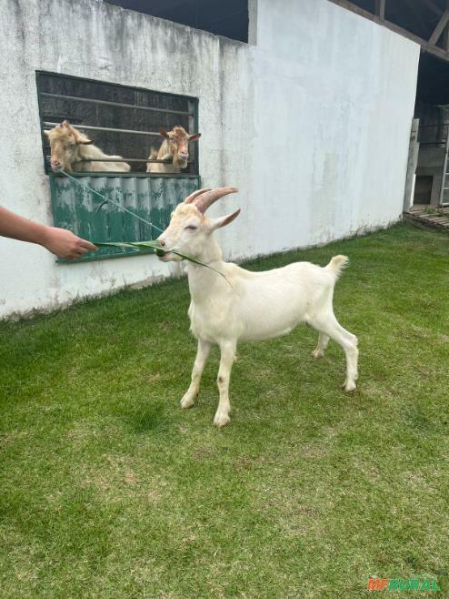 Reprodutor Capriana | Preço Venda Compra - MF Rural