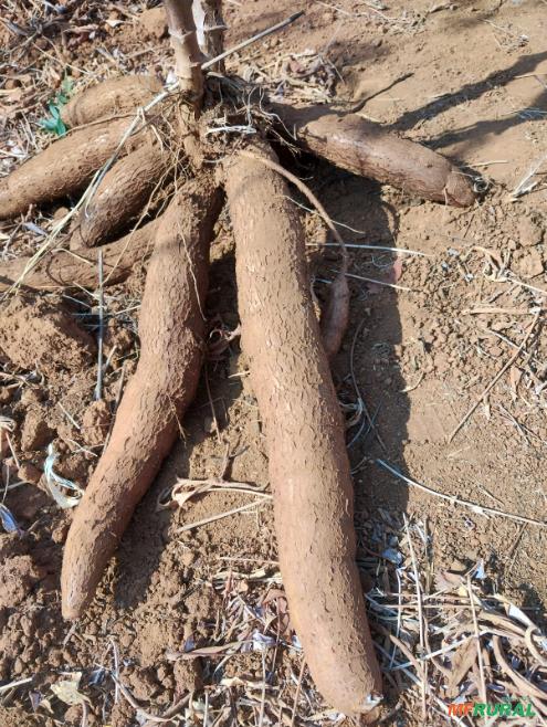 Mandioca Brava à venda com preço Mandioca Brava