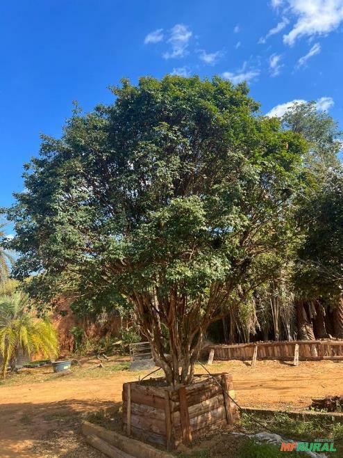 Arvores Jabuticaba em Ubá MG | Preço Venda Compra - MF Rural