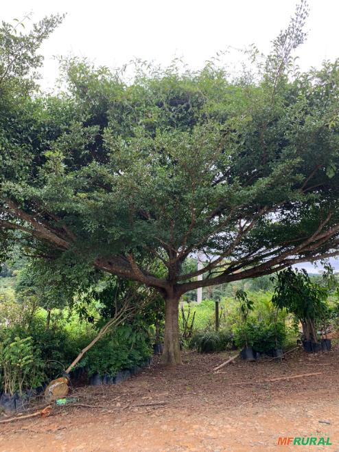 Sete Copas Africana em Dona Euzébia MG à venda. Compre direto 783778