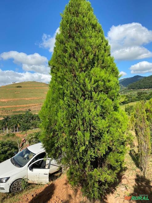 Tuia Compacta em Dona Euzébia MG à venda. Compre direto 783789