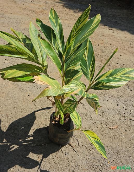 Alpinia Zerumbet | Preço Venda Compra - MF Rural