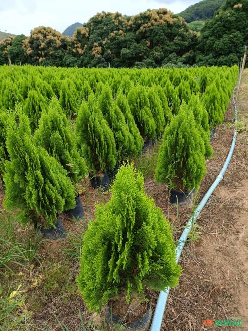 Tuia Compacta Dourada em Itamarati de Minas MG à venda. Compre 783361