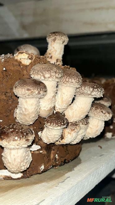 Blocos de Cultivo de Cogumelo Shitake em Campo Largo PR à venda. 845884